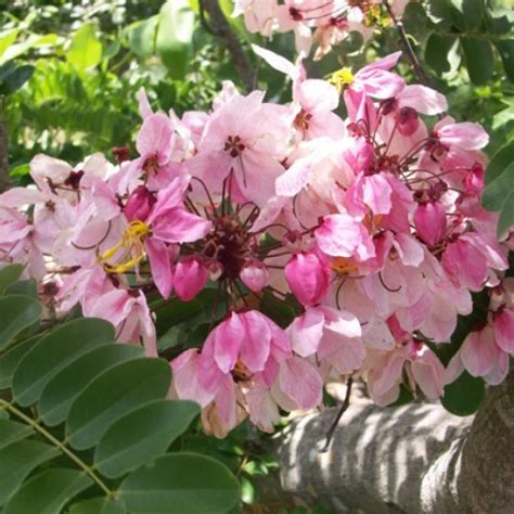 Cassia Nodosa Pink Shower Tree Grafted Flowering Plant2026