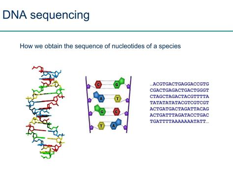 Ppt Dna Sequencing And Assembly Powerpoint Presentation Free