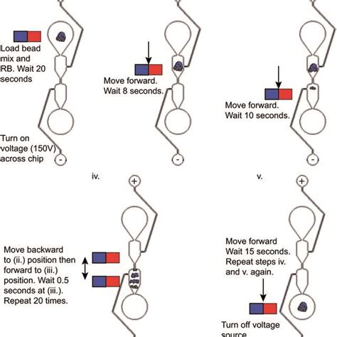 Schematic Of The Magnet Movement Used To Move The Purification Beads