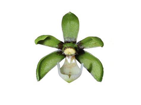 Dichaea Tenuis — Ecuagenera Orquídeas Del Ecuador