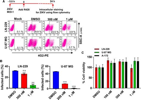 Axl Kinase Activity Is Required For Zikv Replication In Human Download Scientific Diagram