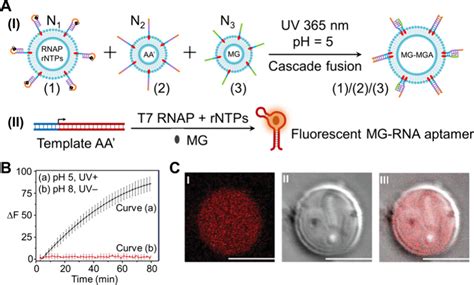 Dynamic Transcription Machineries In Protocells Journal Of The