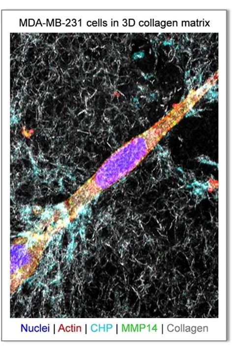 Protocols For Using Helix S CHP Apical Lab