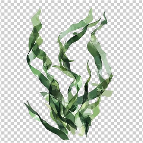 Seaweed No Background Psd High Quality Free Psd Templates For Download