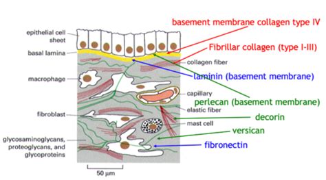 Extracellular Matrix Flashcards Quizlet
