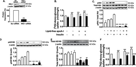 Apoa I Increases Insulin Dependent Glucose Uptake In Hskmcs In An Irs 1