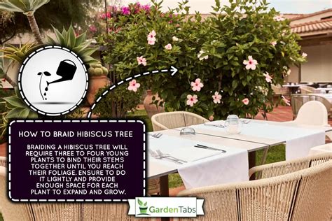How To Braid Hibiscus Tree