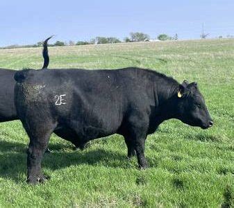 Black Angus Bred Cows - Black Angus Cattle For Sale