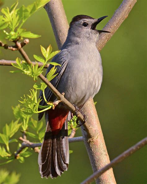 Catbird