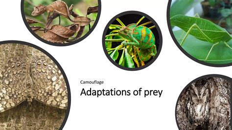 Mimicry Mullerian And Batesian Mimicry Pdf