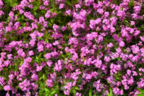 맑은 날에 작은 보라색 꽃으로 풍부 하 게 피는 묘 소 염 허브 화 식물의 설명 배경 밝고 신선한 봄 꽃 배경입니다 0명에 대한 스톡 사진 및 기타 이미지 Istock