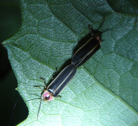 How To Shoot Lightning Bugs At Kathleen Flores Blog