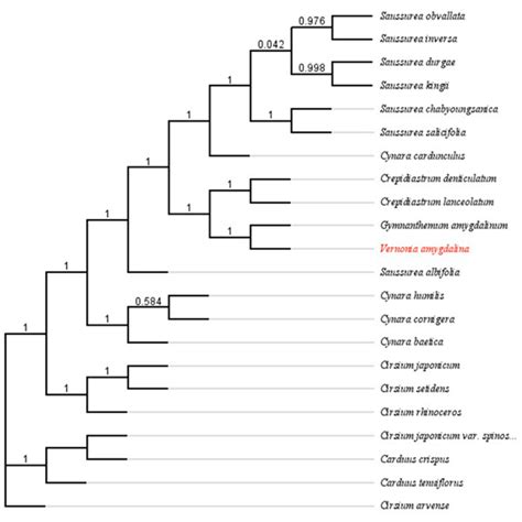 Phylogenetic Tree Constructed Using Fasttree Based On The Chloroplast Download Scientific
