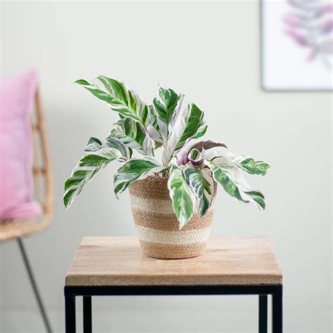Calathea White Fusion - P10 kopen? - Plantje.nl