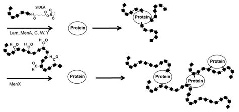 Carrier Protein