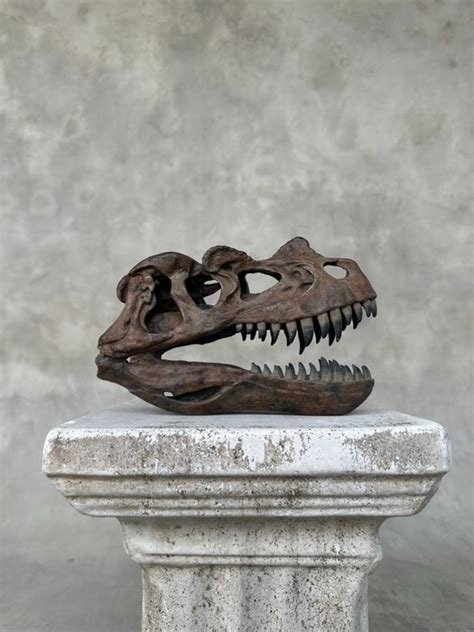 Sculptuur A Replica Of Ceratosaurus Skull Museum Quality Catawiki