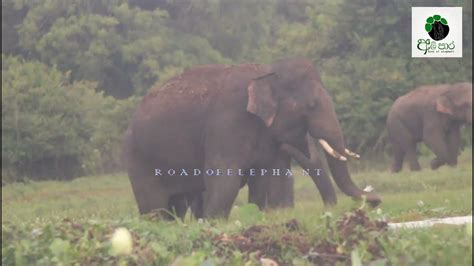 ගමක් හැඩ කරන අලි ඇත්තු Youtube