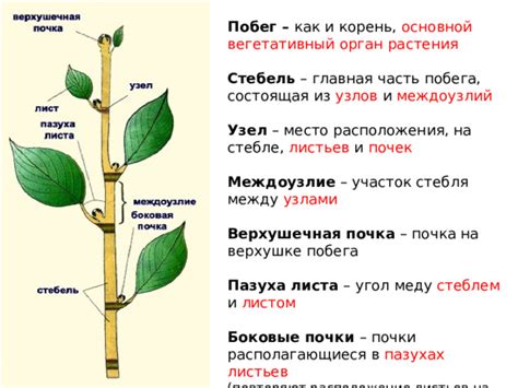 Побег, его строение и развитие.