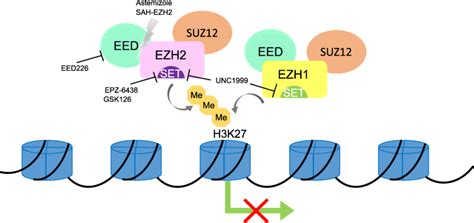 Schematic Diagram Showing Agents Specifically Inhibit Ezh1 2 Or Eed