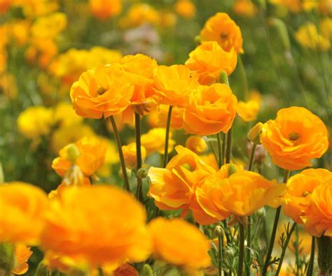 Ranunculus How To Grow And Care With Photos