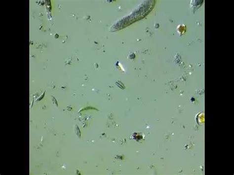 One Drop Of Water Under A Microscope Youtube