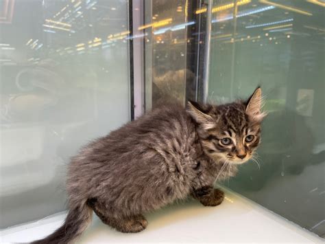 믹스묘 까망이 포메라니안키우는방법 말티즈키우는방법 말티푸키우는방법 푸들키우는방법 먼치킨키우는방법 랙돌키우는방법 브리티쉬숏헤어