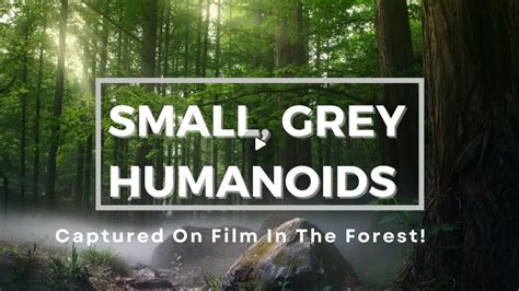 Small Grey Humanoids Filmed In The Forest In Britain The Aquarius Bus