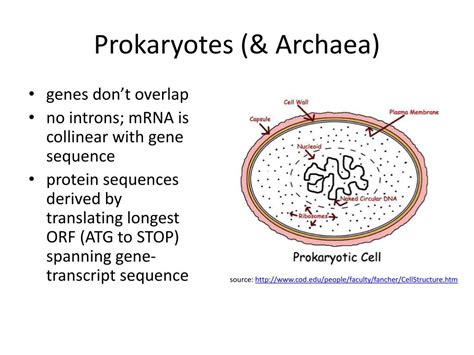 PPT Nucleotide Sequence Databases PowerPoint Presentation Free Download ID 5673065