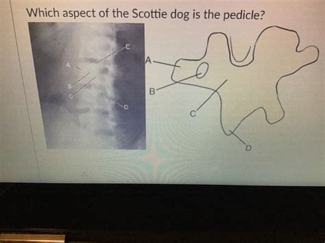 chapter 9 lab flashcards quizlet