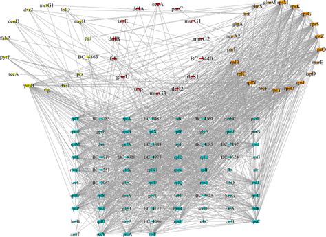 Core Target Network The Orange Nodes Are Targets Of The Antimicrobial