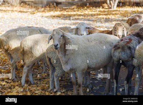 Small Group Of Fat Tail Sheep On The Street At Central Asia At Sunny