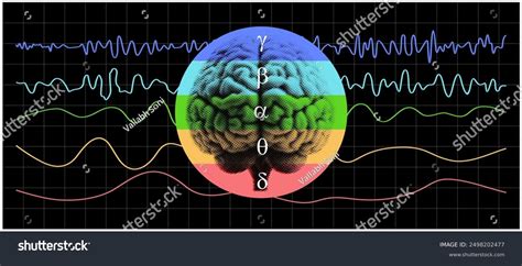 different kinds waveforms produced by brain stock vector royalty free
