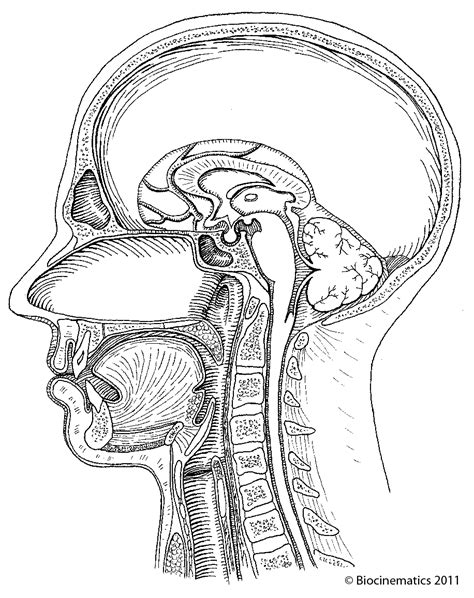 Biocinematics Pharynx And Larynx
