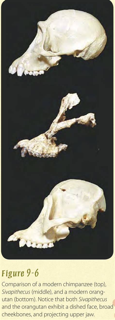 In The Image Ramapithecus Is Very Similar To Sivapithecus But Just