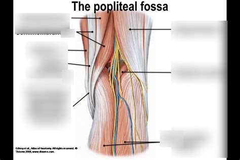 Popliteal Fossa Diagram Quizlet Popliteal Fossa Diagram Quizlet