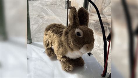 could robo bunnies be the solution to florida s invasive burmese
