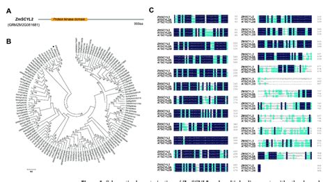 Schematic Characterization Of Zmscyl2 And Multiple Alignments With
