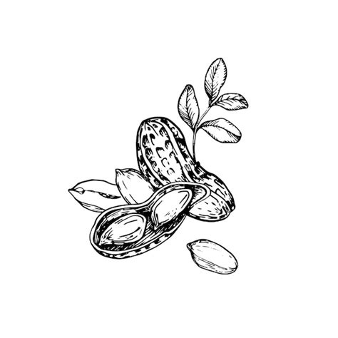 Peanut Vector Illustration Hand Drawn With Ink Black And White