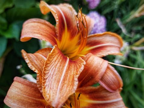 Orange Day Lily Lily Free Photo On Pixabay Pixabay