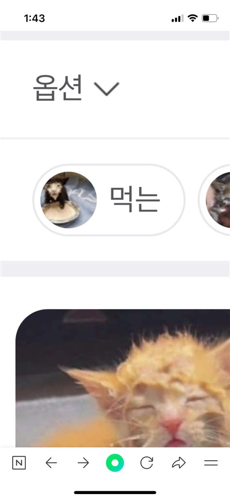 우유 묻은 고양이 짤 지식in