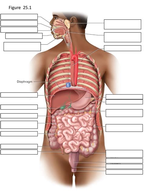 Major Digestive System Structures Diagram Quizlet