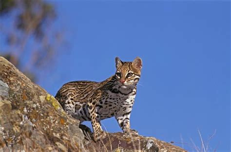 11 O Mazing Ocelot Facts Fact Animal