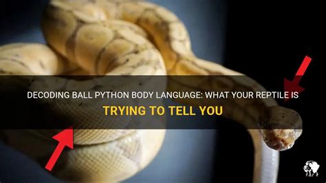 Decoding Ball Python Body Language What Your Reptile Is Trying To Tell