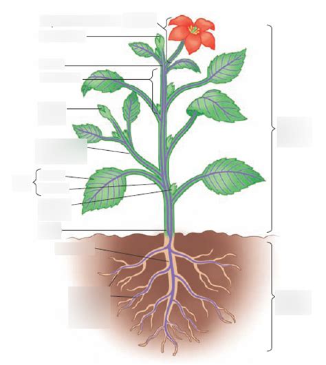 Plant Classification And Nomenclature Diagram Quizlet