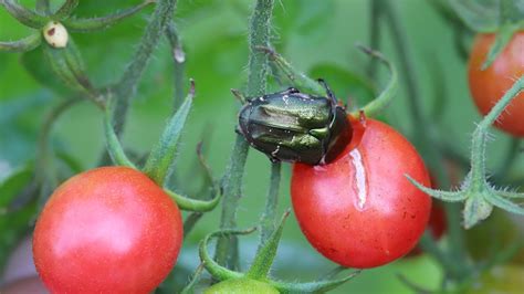 Tomato Plant Bugs Leaf Footed Bugs Tomato Pest Garden Austin