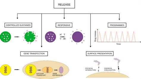 Bioactive Materials For Bone Regeneration Biomolecules And Delivery Systems Acs Biomaterials