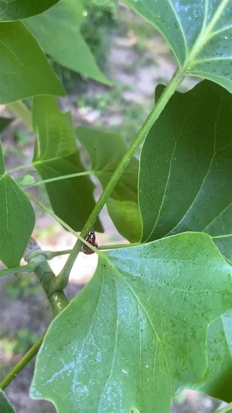 Bug Sex Album On Imgur