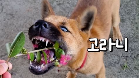 우리 개는 안 물어요 뜯을 뿐 Youtube