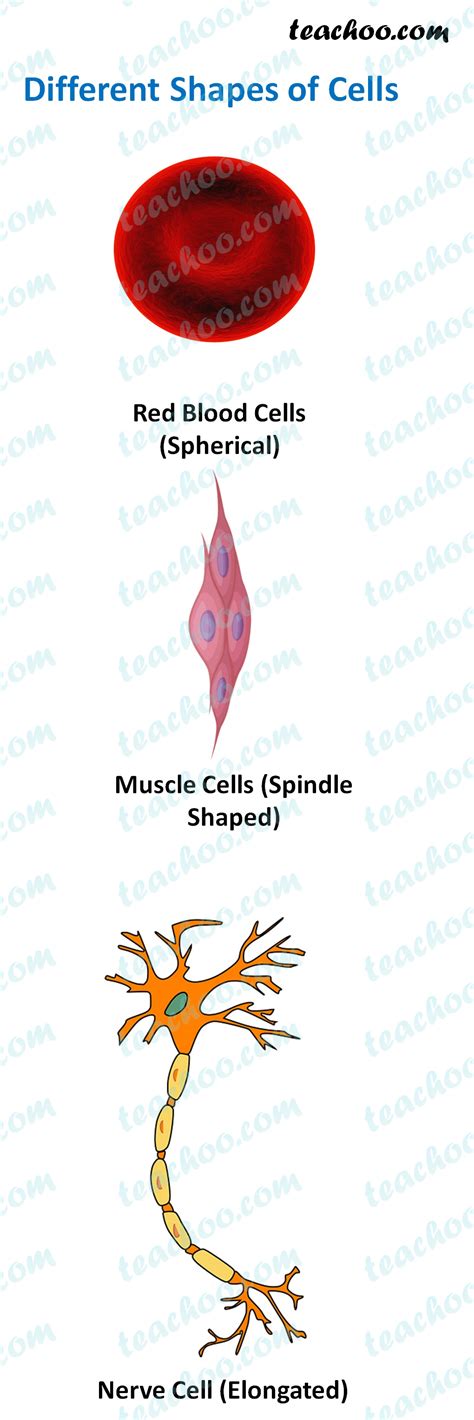 Use Specific Examples To Illustrate How Cells Vary In Size