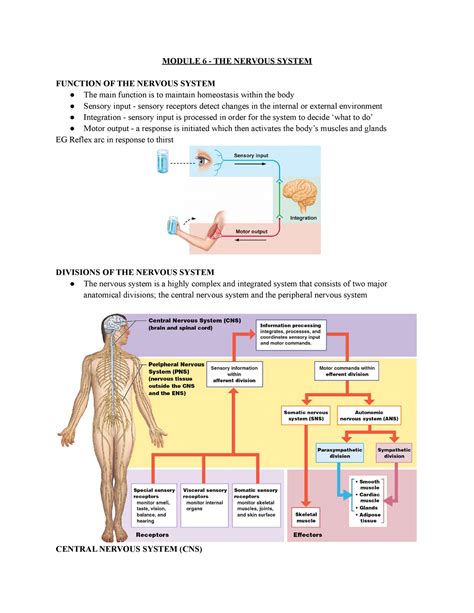 The Nervous System MODULE 6 THE NERVOUS SYSTEM FUNCTION OF THE
